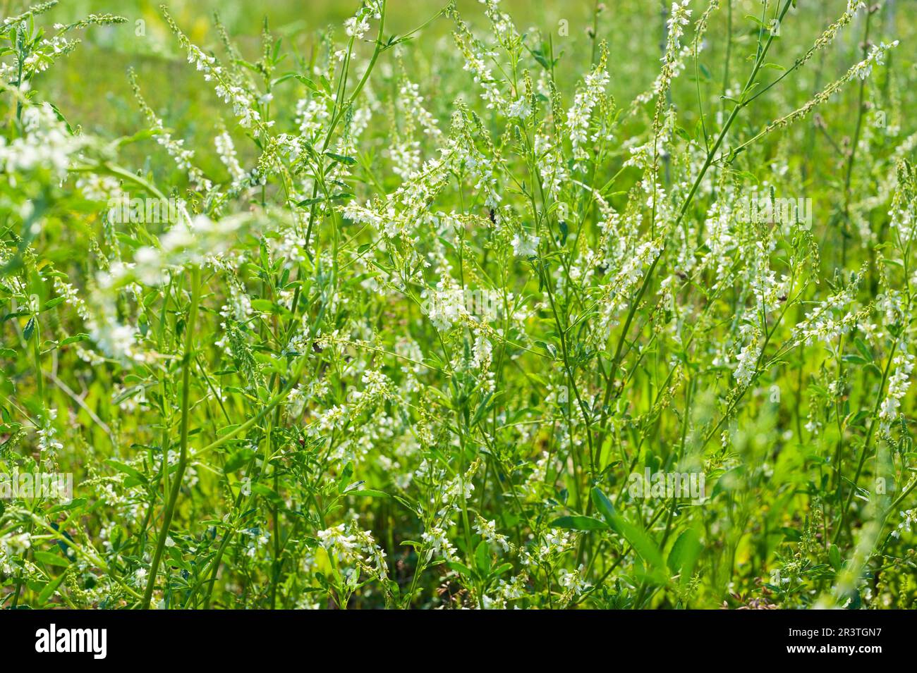 Medicinal plant: White sweet clover Stock Photo - Alamy