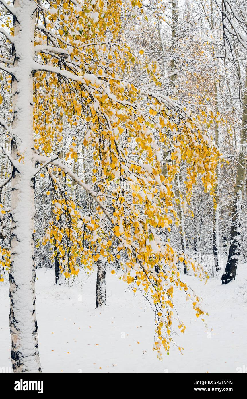 Birch trees in the snow hi-res stock photography and images - Alamy