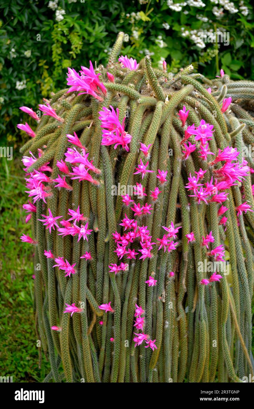 Cactus purple flowering in the garden Stock Photo - Alamy