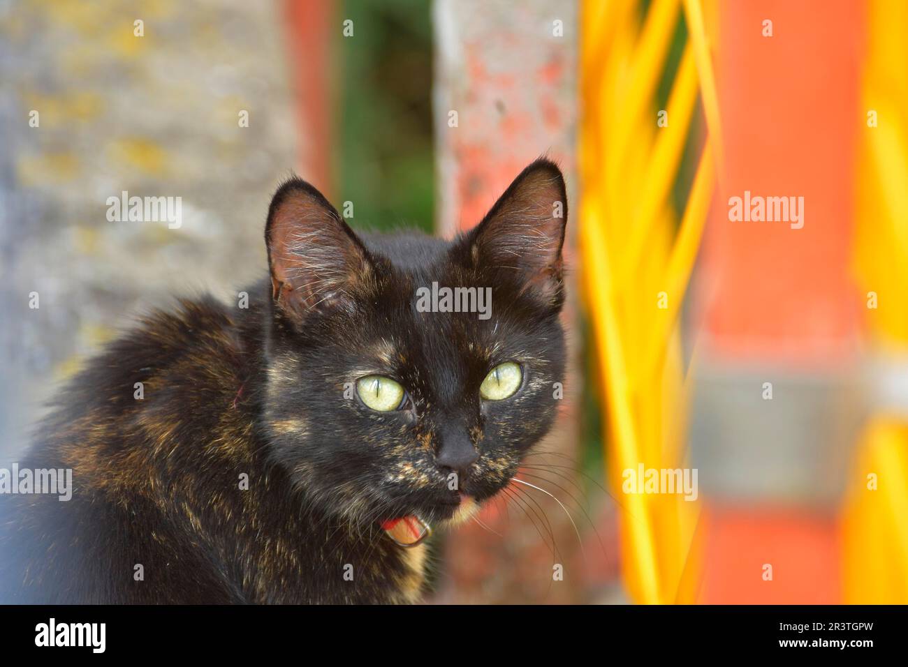 Black mottled hi-res stock photography and images - Alamy