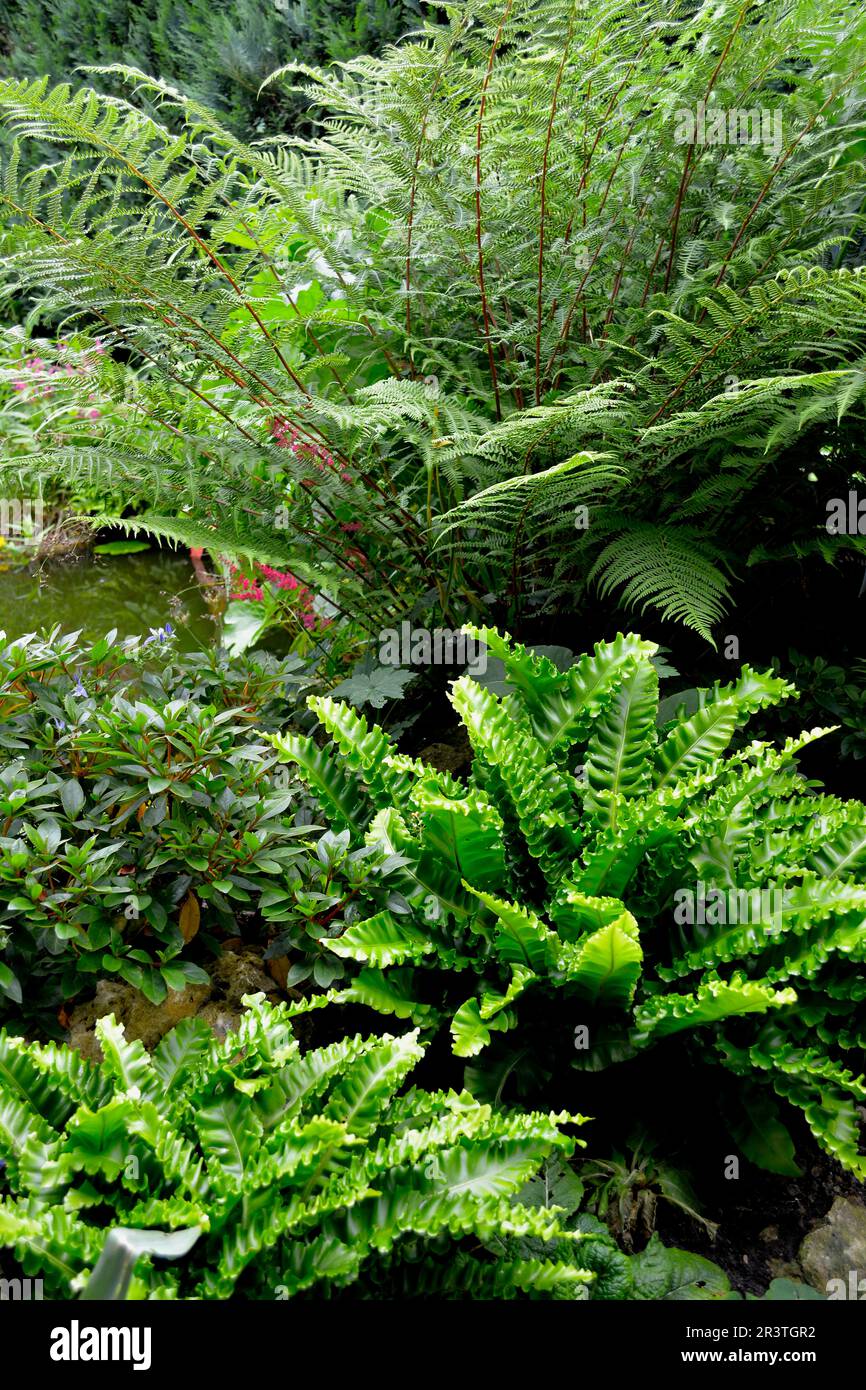 Various ferns in the garden, pond edge Stock Photo - Alamy