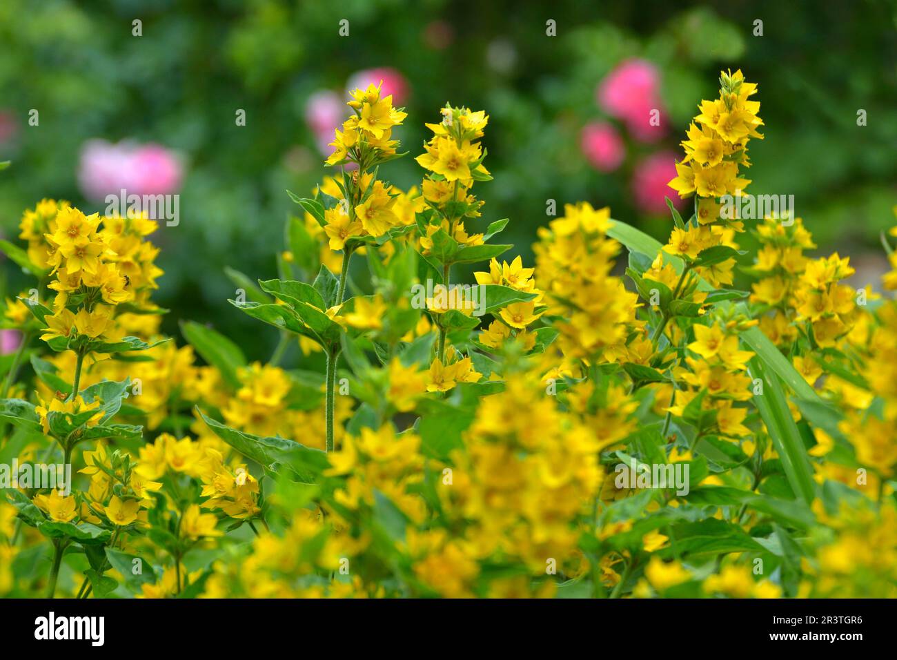 Golden orchid flowering in the garden Stock Photo - Alamy