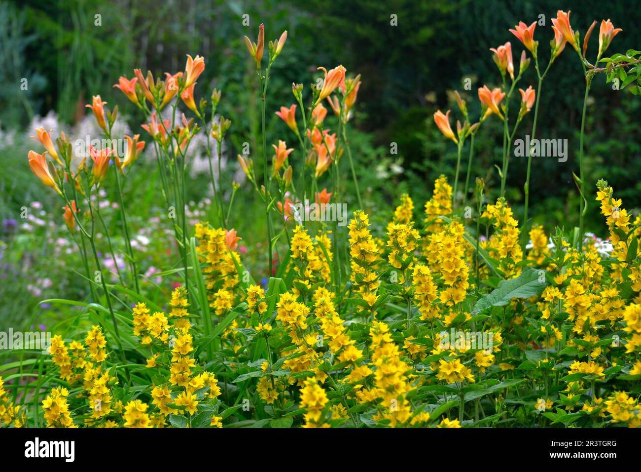 Golden plant with daylilies in the perennial garden Stock Photo - Alamy