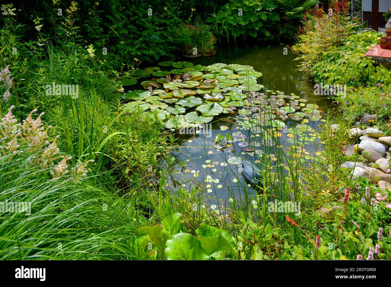 Summer garden pond hi-res stock photography and images - Alamy