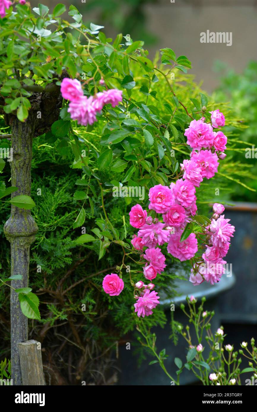 Pink flowering rose tree in the garden Stock Photo - Alamy