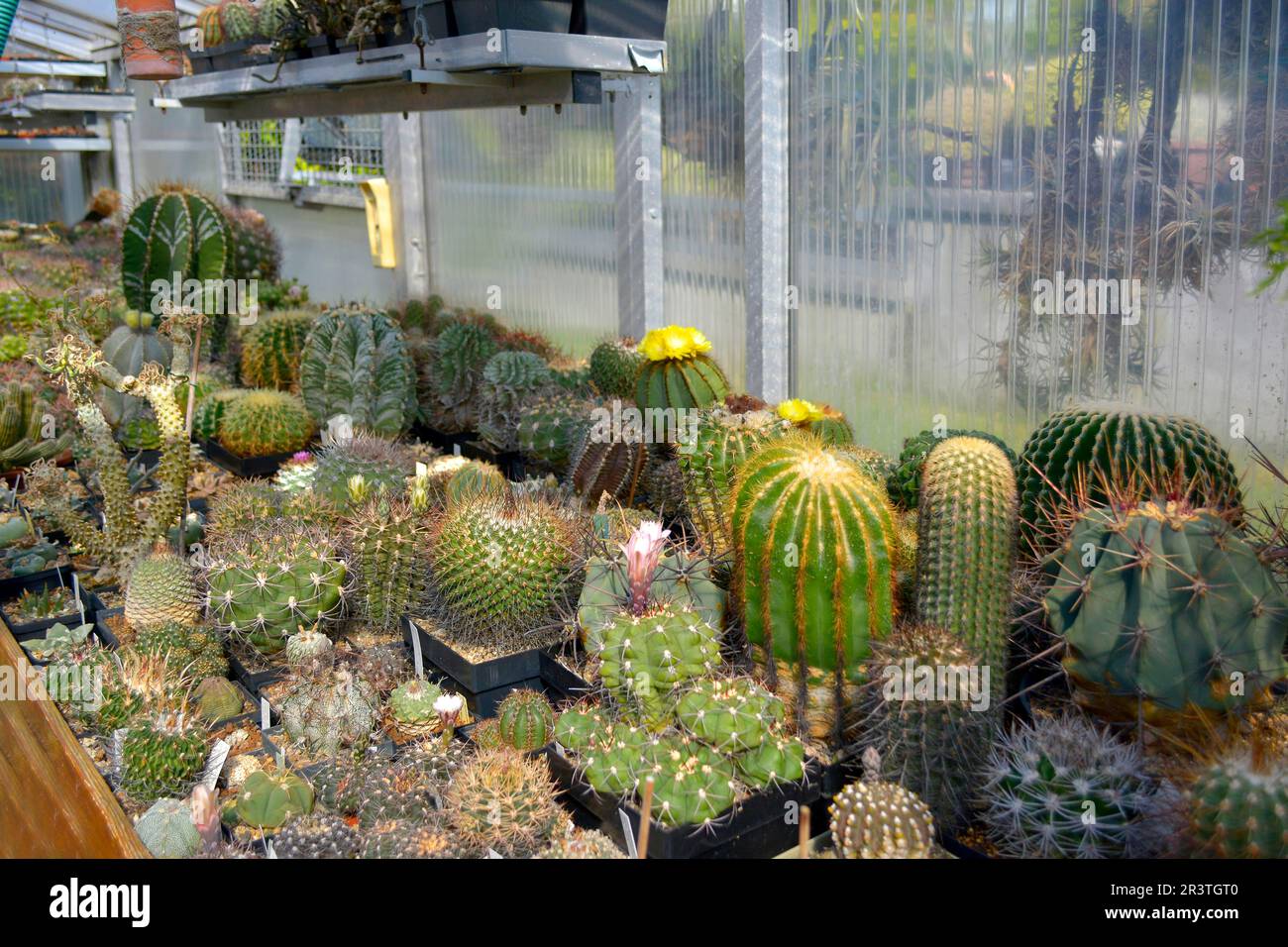 Cacti collection, various cacti in the greenhouse Stock Photo - Alamy