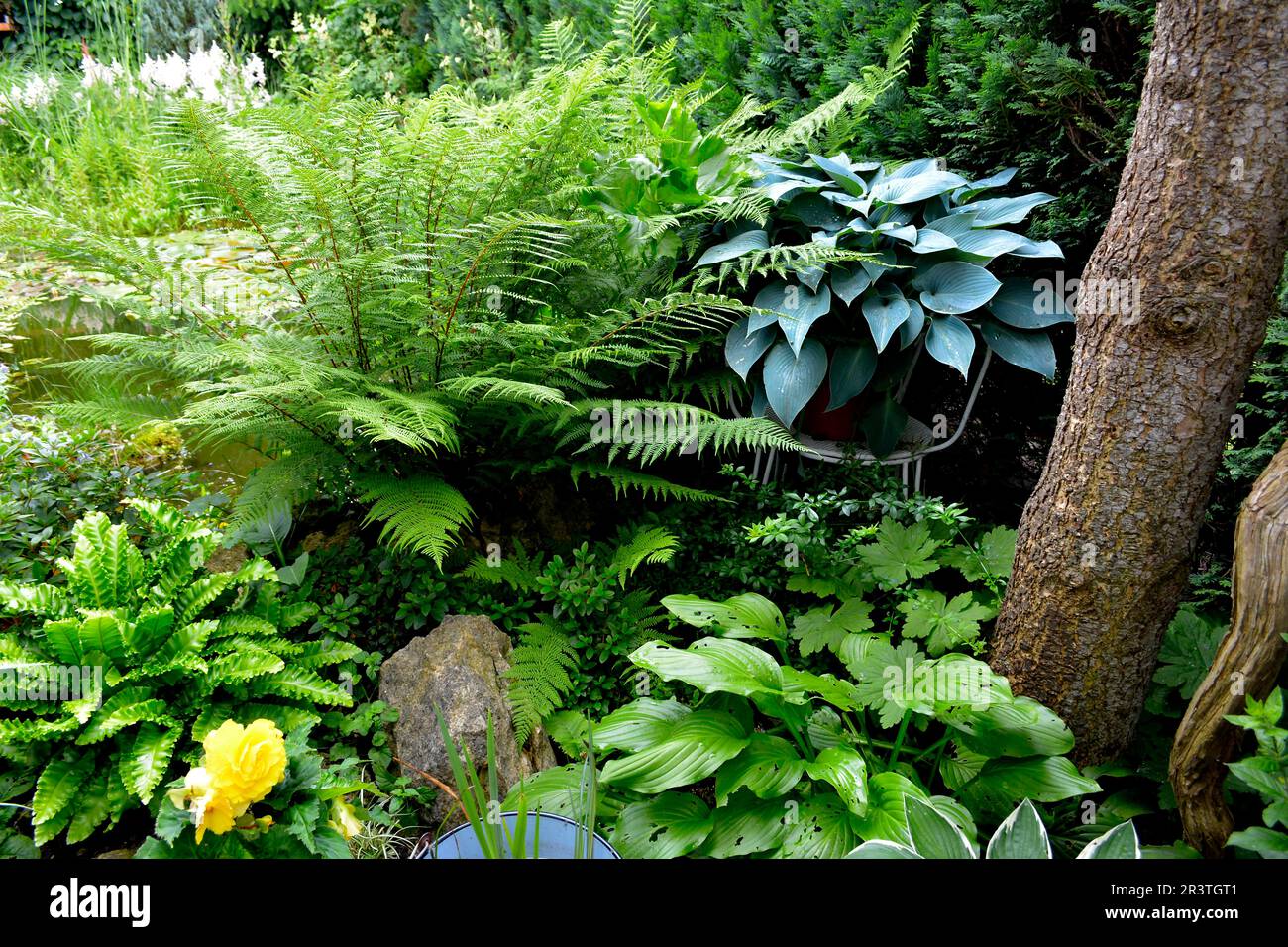 Various plants in the garden, pond edge Stock Photo - Alamy