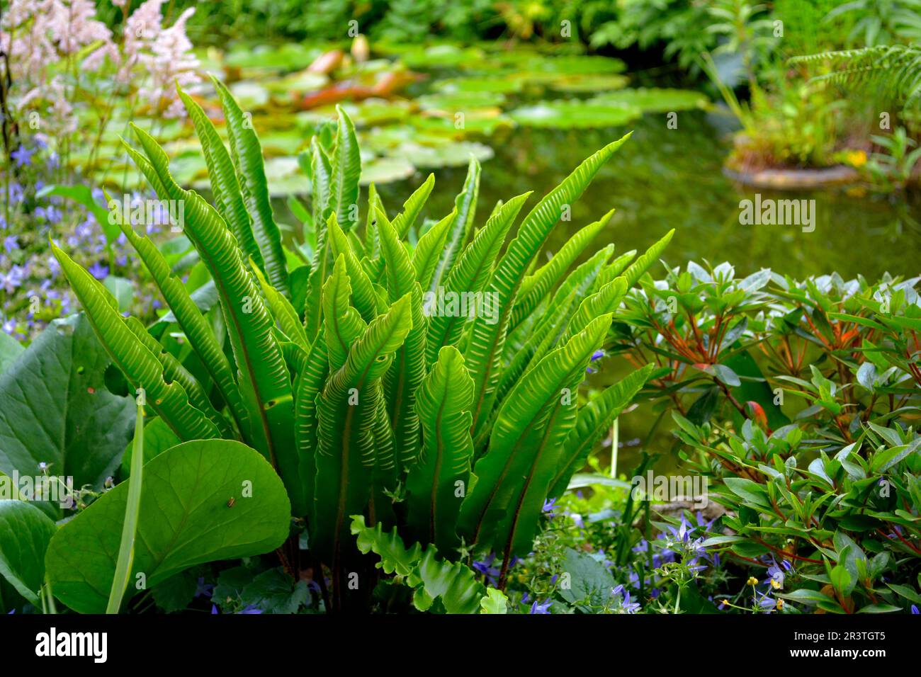 Pond edge plants hi-res stock photography and images - Alamy