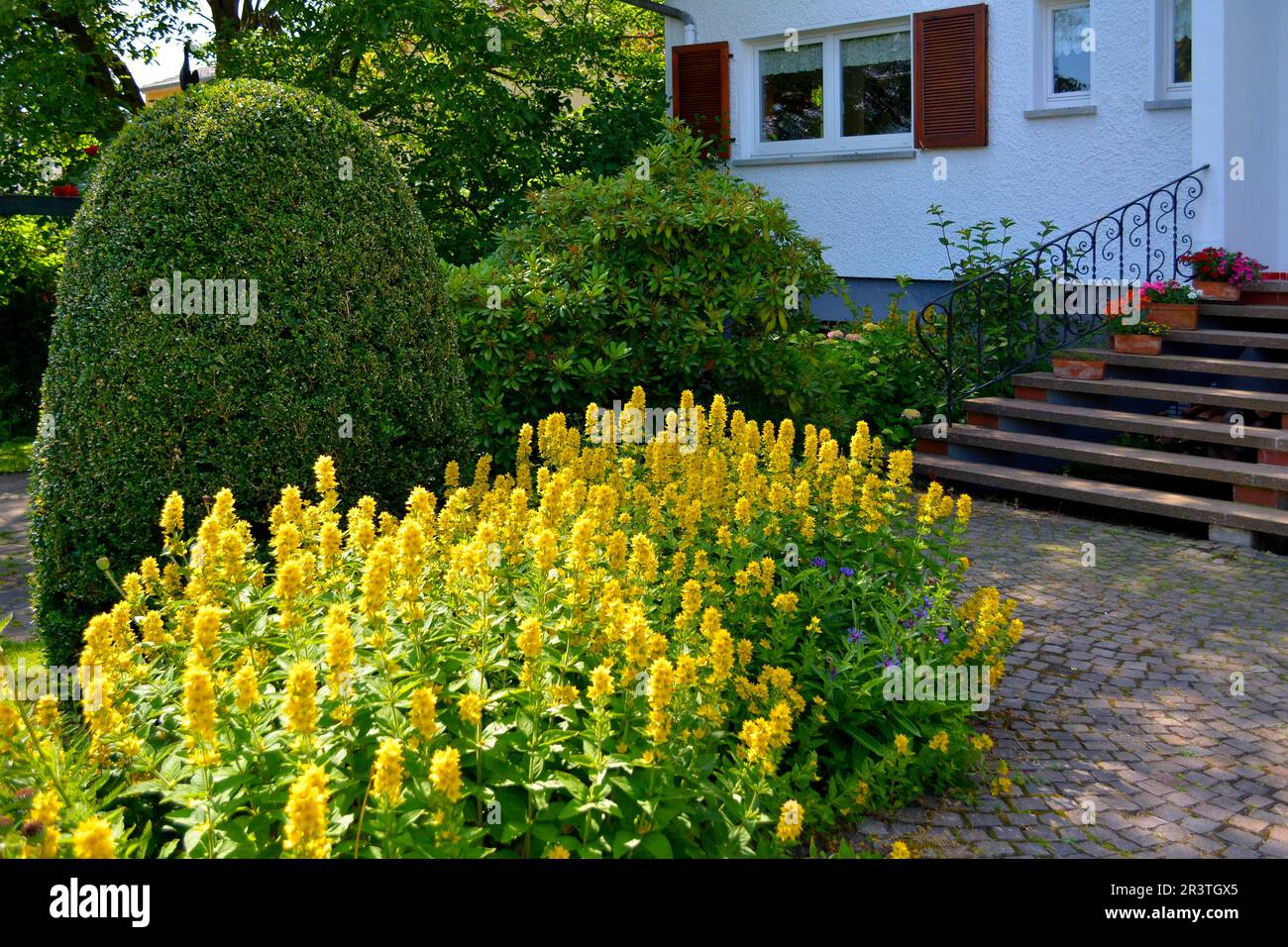 Golden orchid blooming in the front garden, staircase with flowers ...