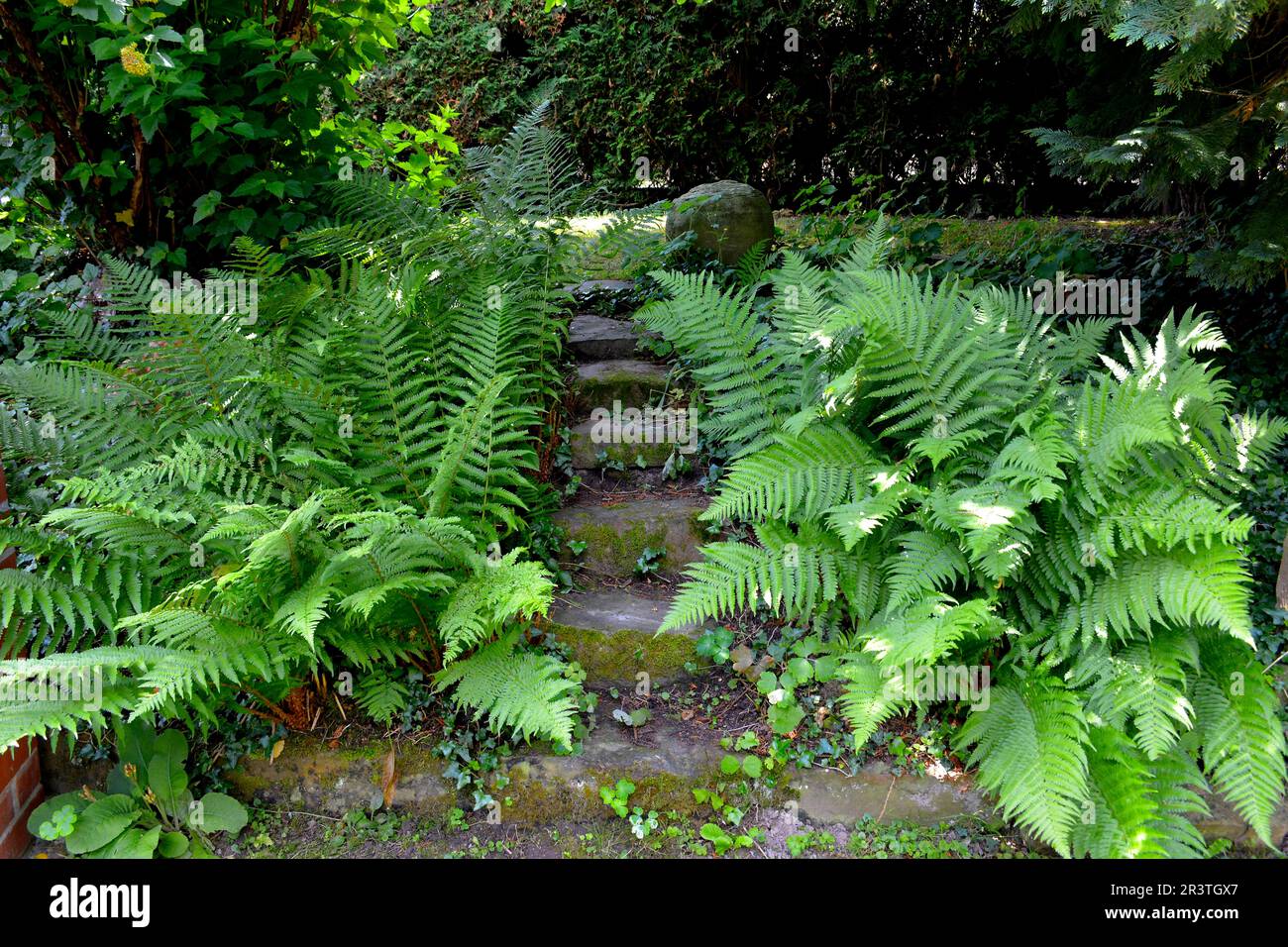 Fern in the nature garden on stone steps Stock Photo - Alamy