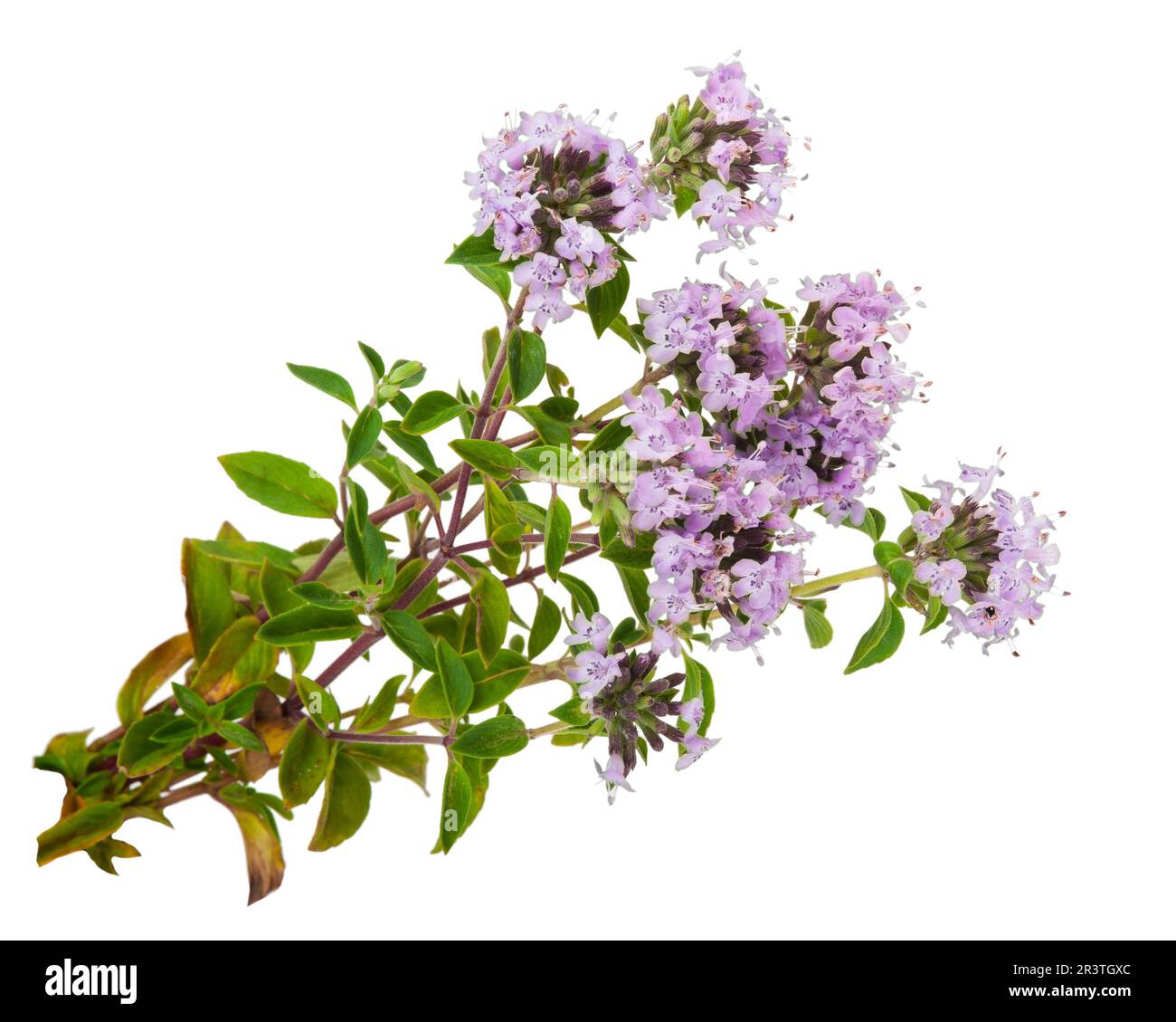 Medicinal plant: Thyme Stock Photo - Alamy