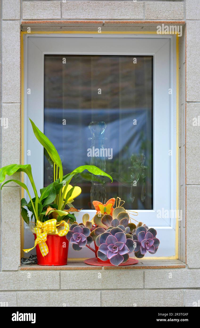 Potted plants at the window outside Stock Photo - Alamy