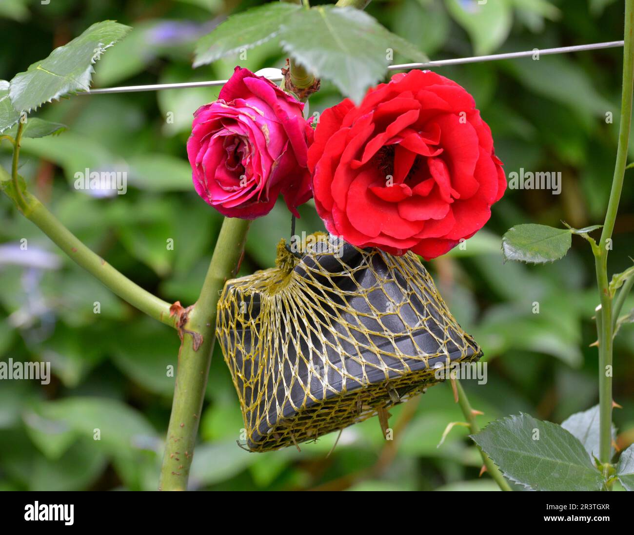 Suspended garden hi-res stock photography and images - Alamy