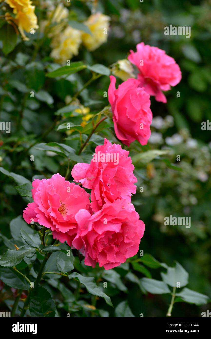 Pink flowering roses in the garden Stock Photo - Alamy