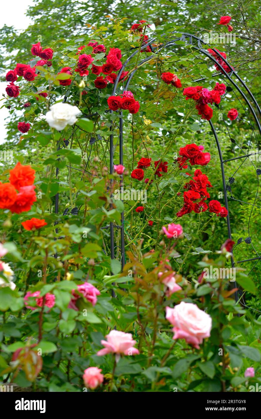 Rose arbor hi-res stock photography and images - Alamy