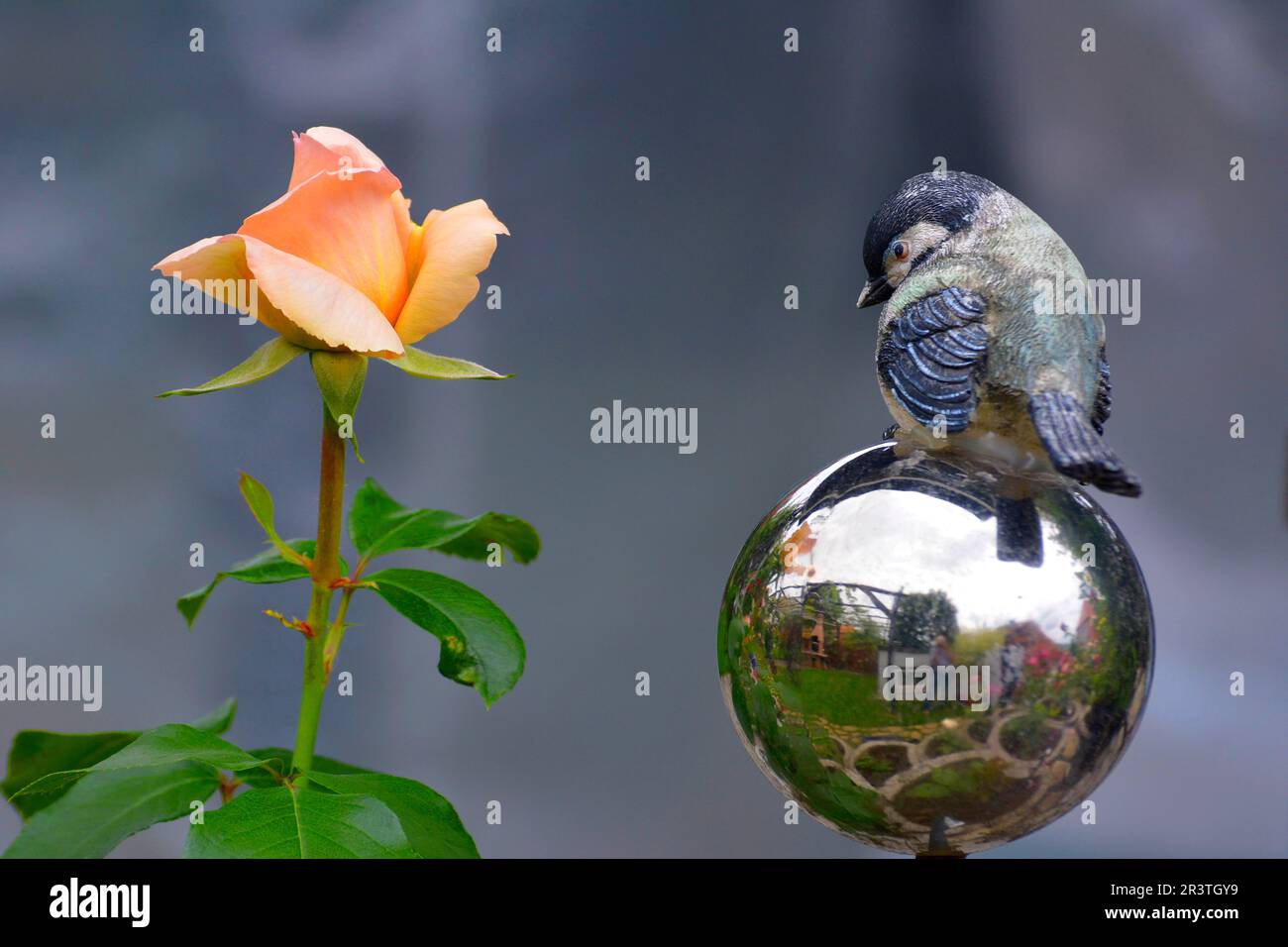 Rose bird hi-res stock photography and images - Alamy