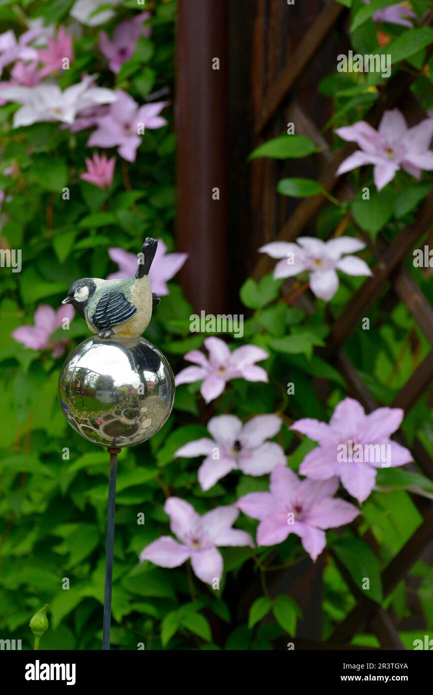 Clematis blue flowering in the garden on the climbing frame Stock Photo ...