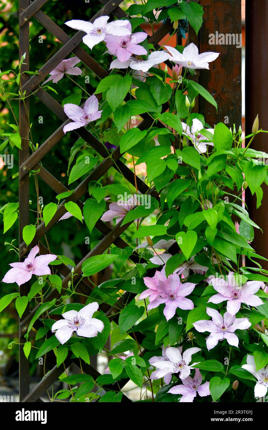 Frame climbing plants hi-res stock photography and images - Alamy