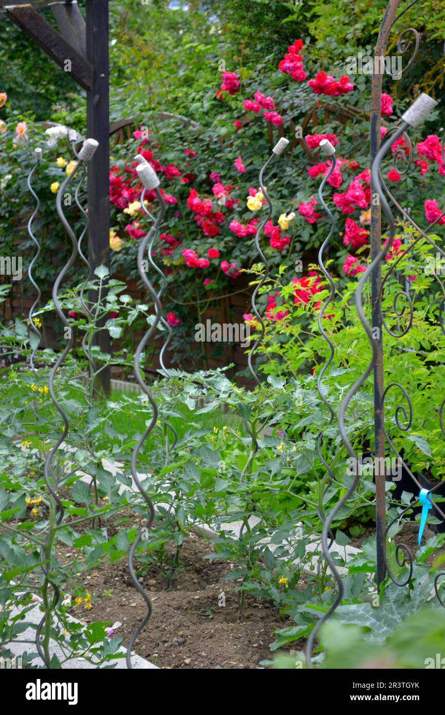 Tomato Plants in the Rose Garden Stock Photo - Alamy