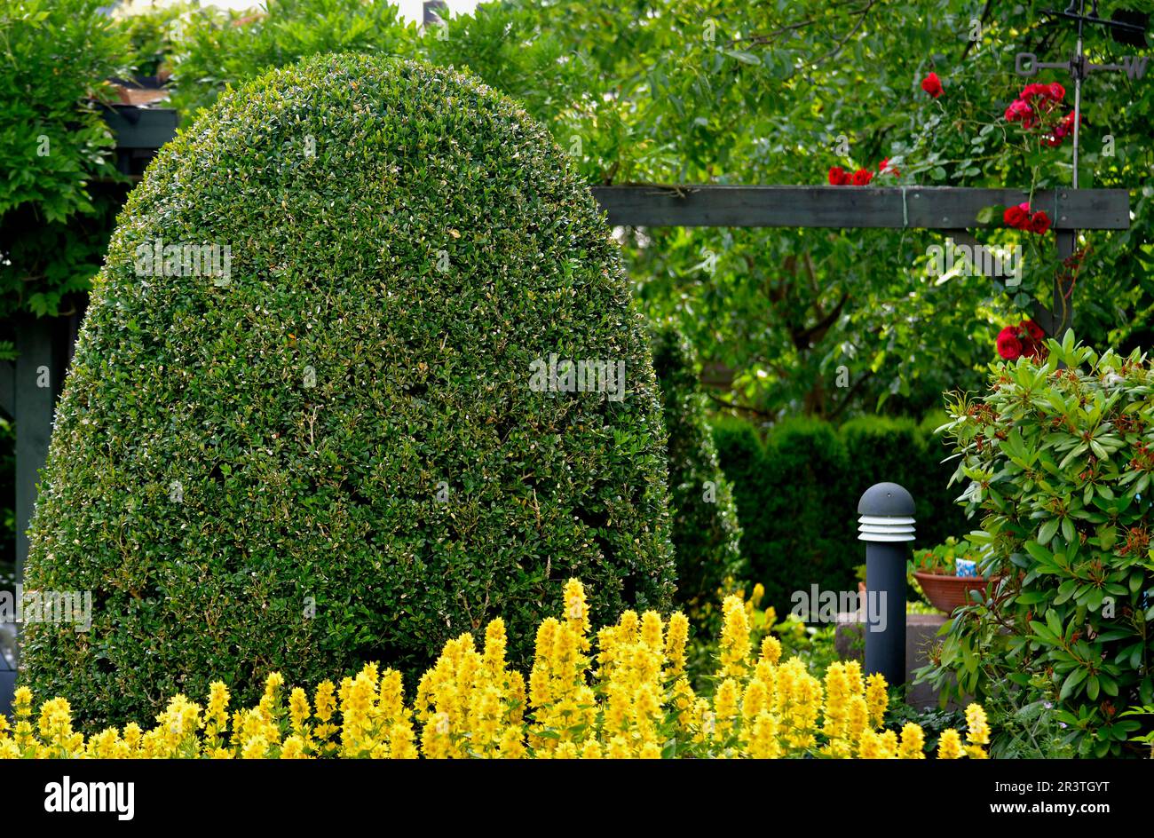 Golden geranium flowering in the front garden, boxwood topiary Stock ...