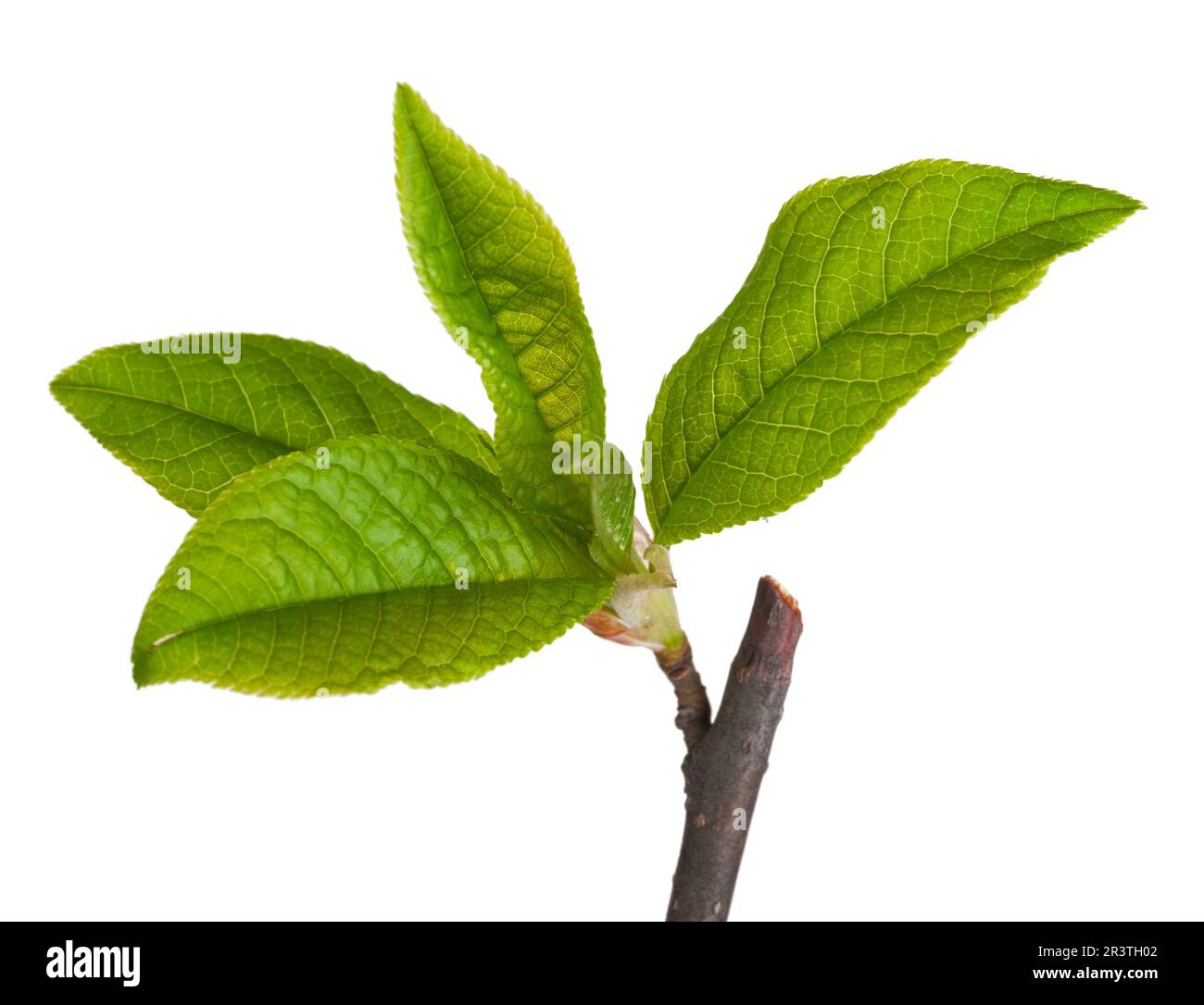 Cherry blossom leaves Cut Out Stock Images & Pictures - Alamy