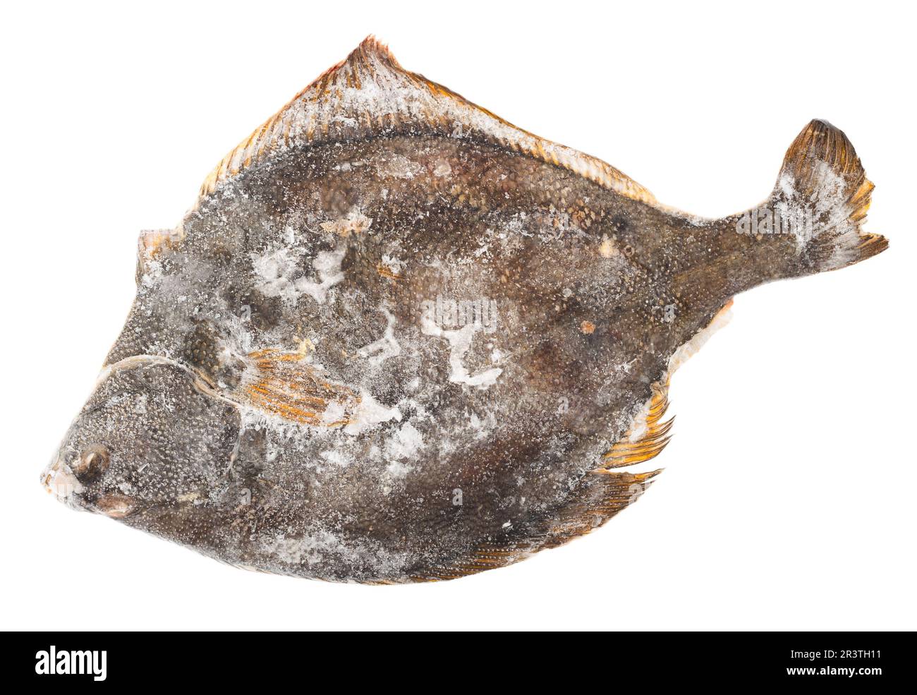 Very frozen house Cut Out Stock Images & Pictures - Alamy