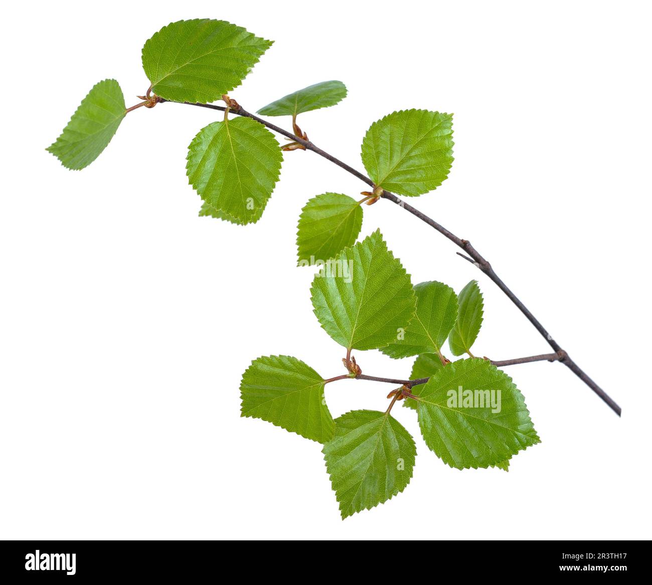 Young elm tree hi-res stock photography and images - Alamy