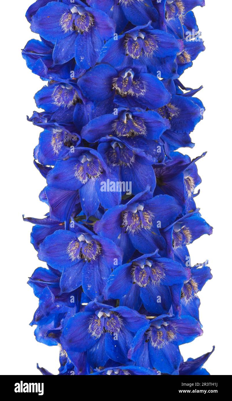 Delphinium isolated hi-res stock photography and images - Alamy