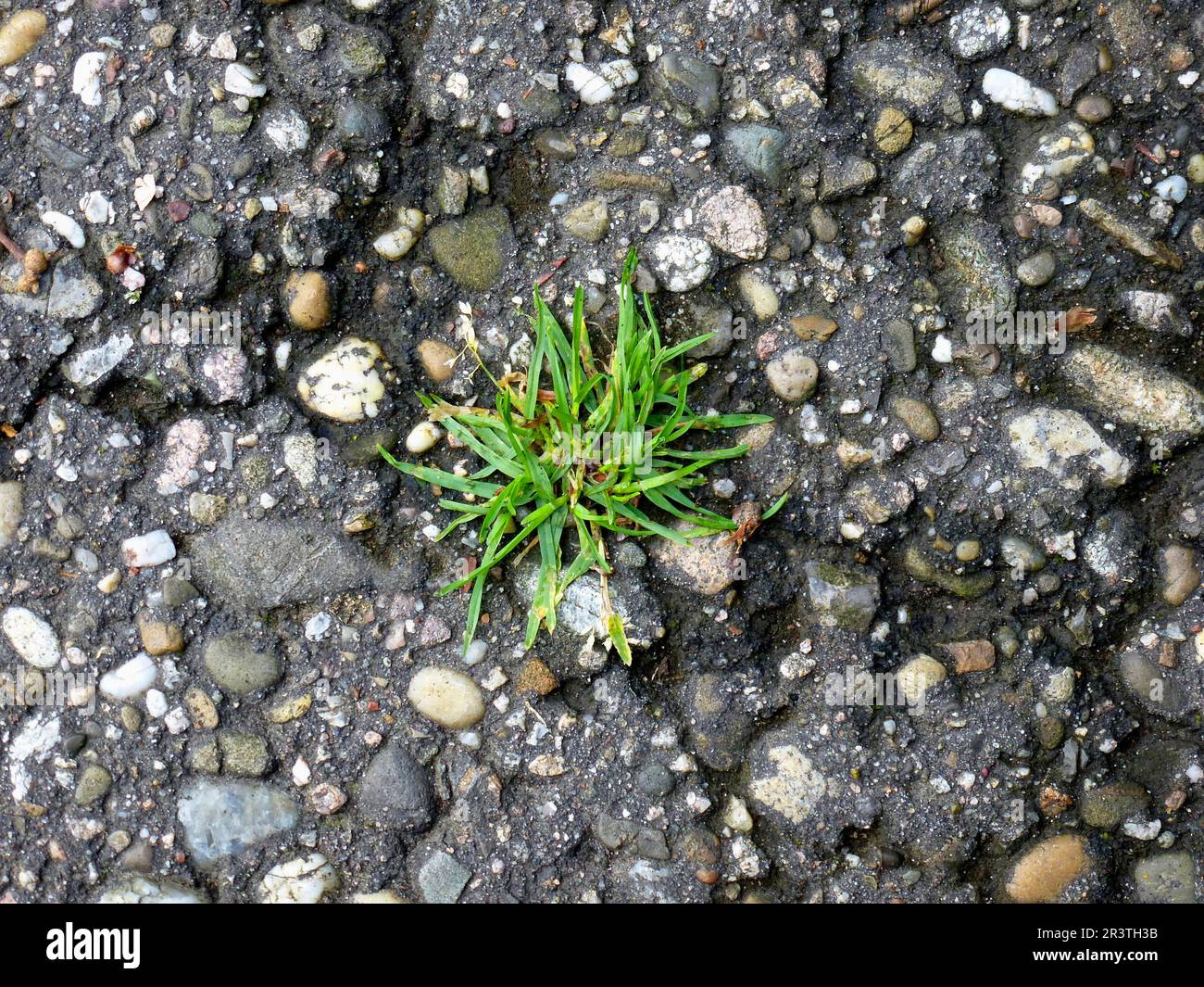 Grass tuft grows out of asphalt Stock Photo - Alamy