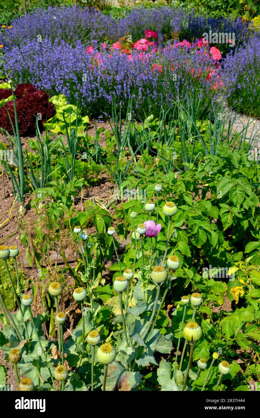 View lavender red poppy hi-res stock photography and images - Alamy