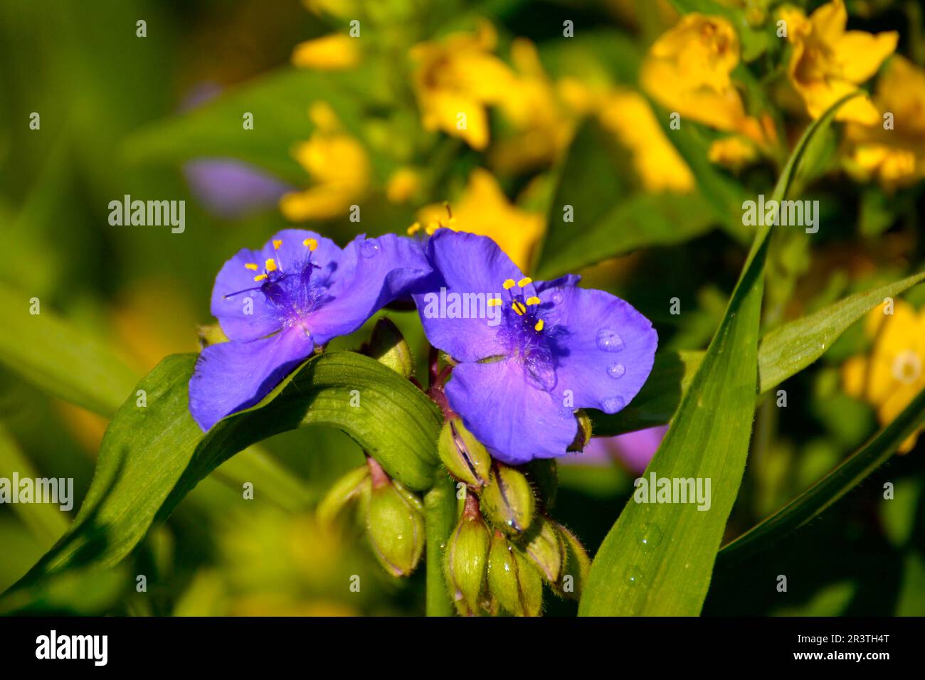 Dayflowers (Commelina) colestis flowering in the garden, sky blue ...