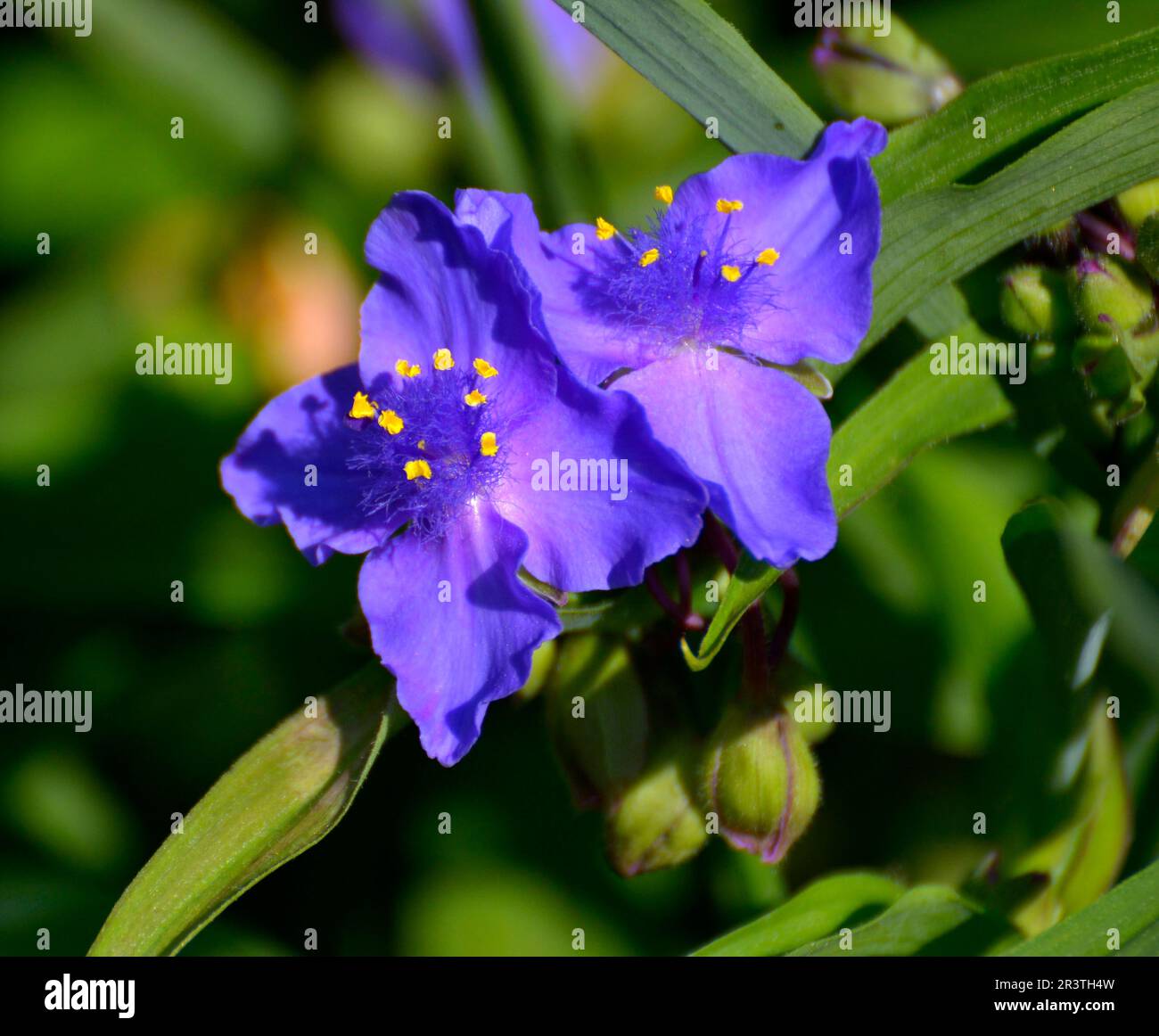Dayflowers (Commelina) colestis flowering in the garden, sky blue ...