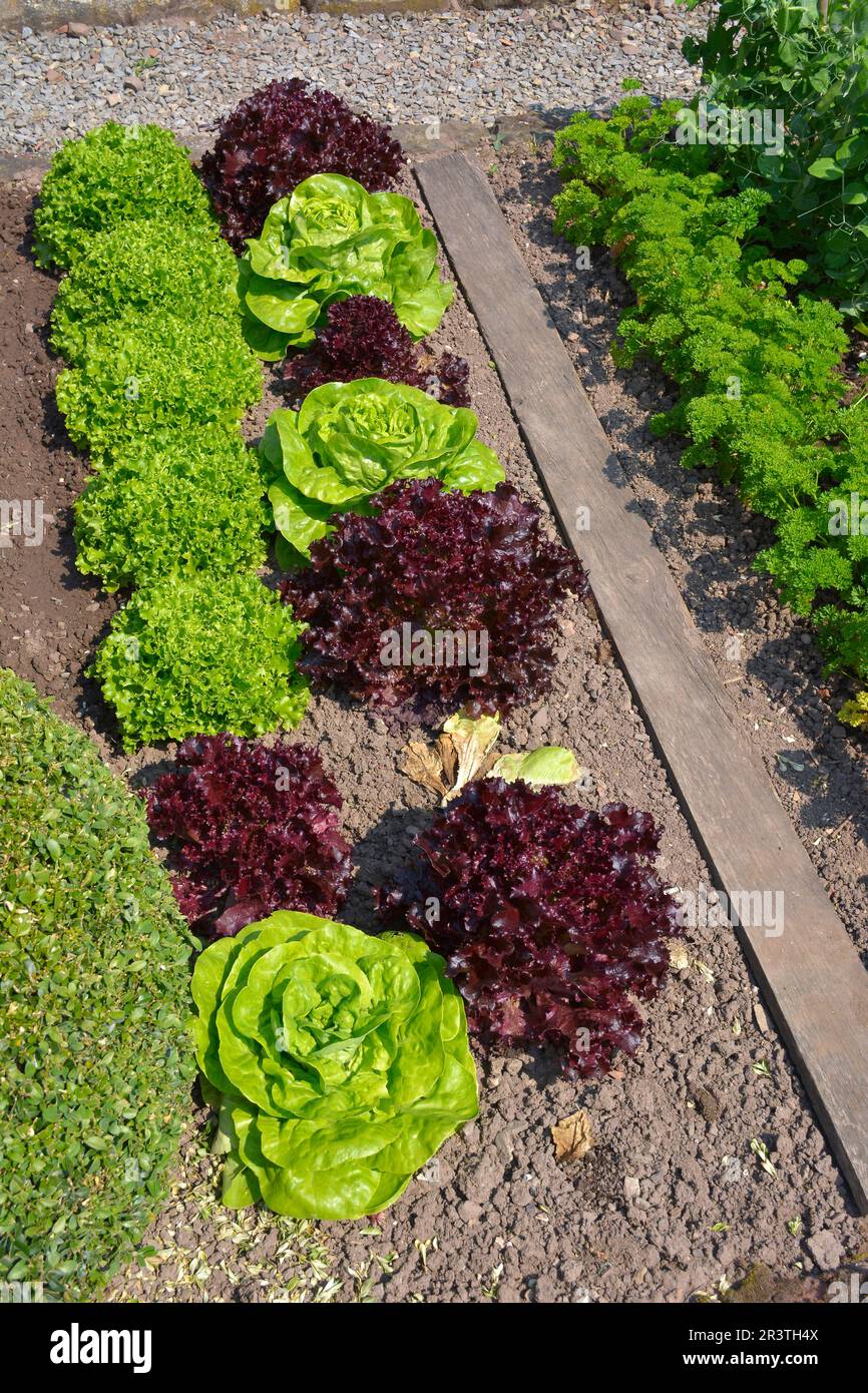 Outdoor garden bed hi-res stock photography and images - Alamy