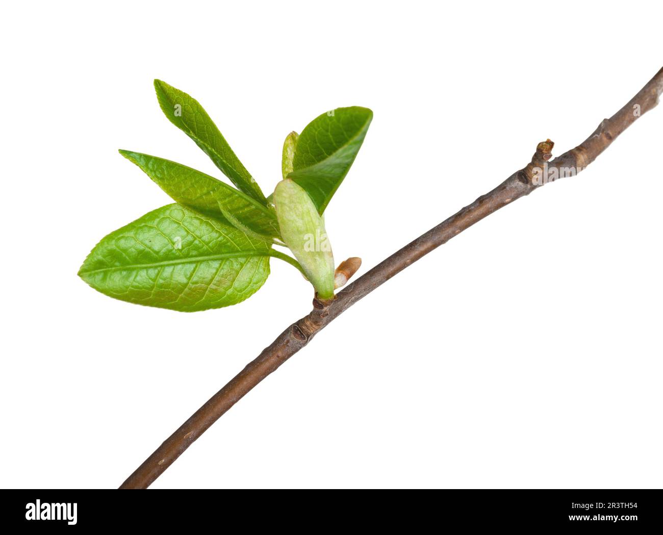 Growing cherry Cut Out Stock Images & Pictures - Alamy
