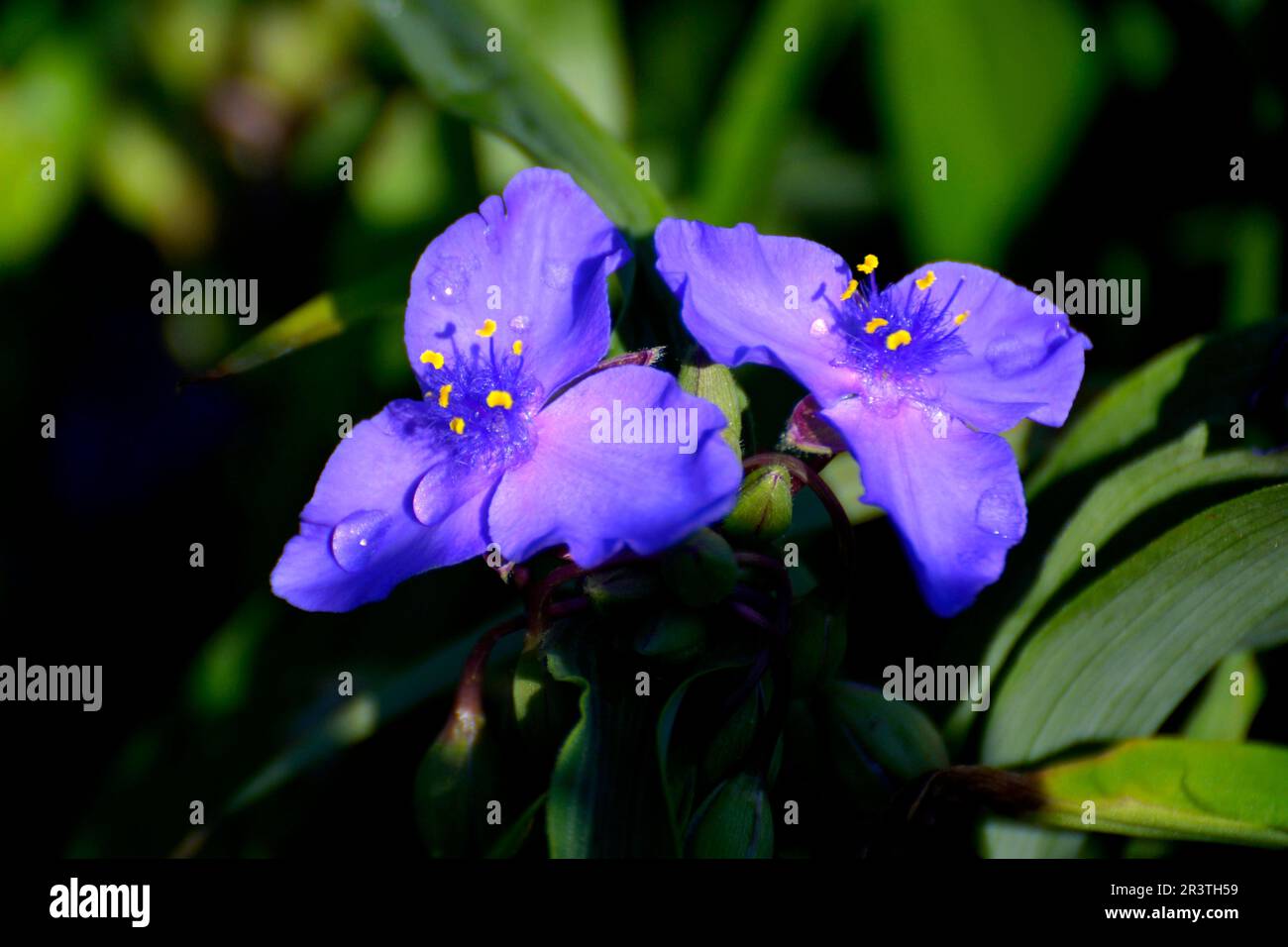 Dayflowers (Commelina) colestis flowering in the garden, sky blue ...