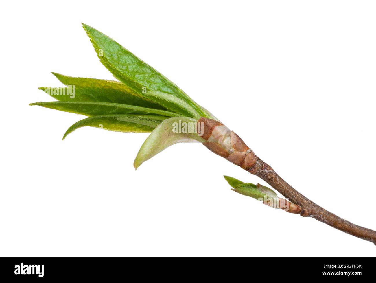 Growing cherry Cut Out Stock Images & Pictures - Alamy