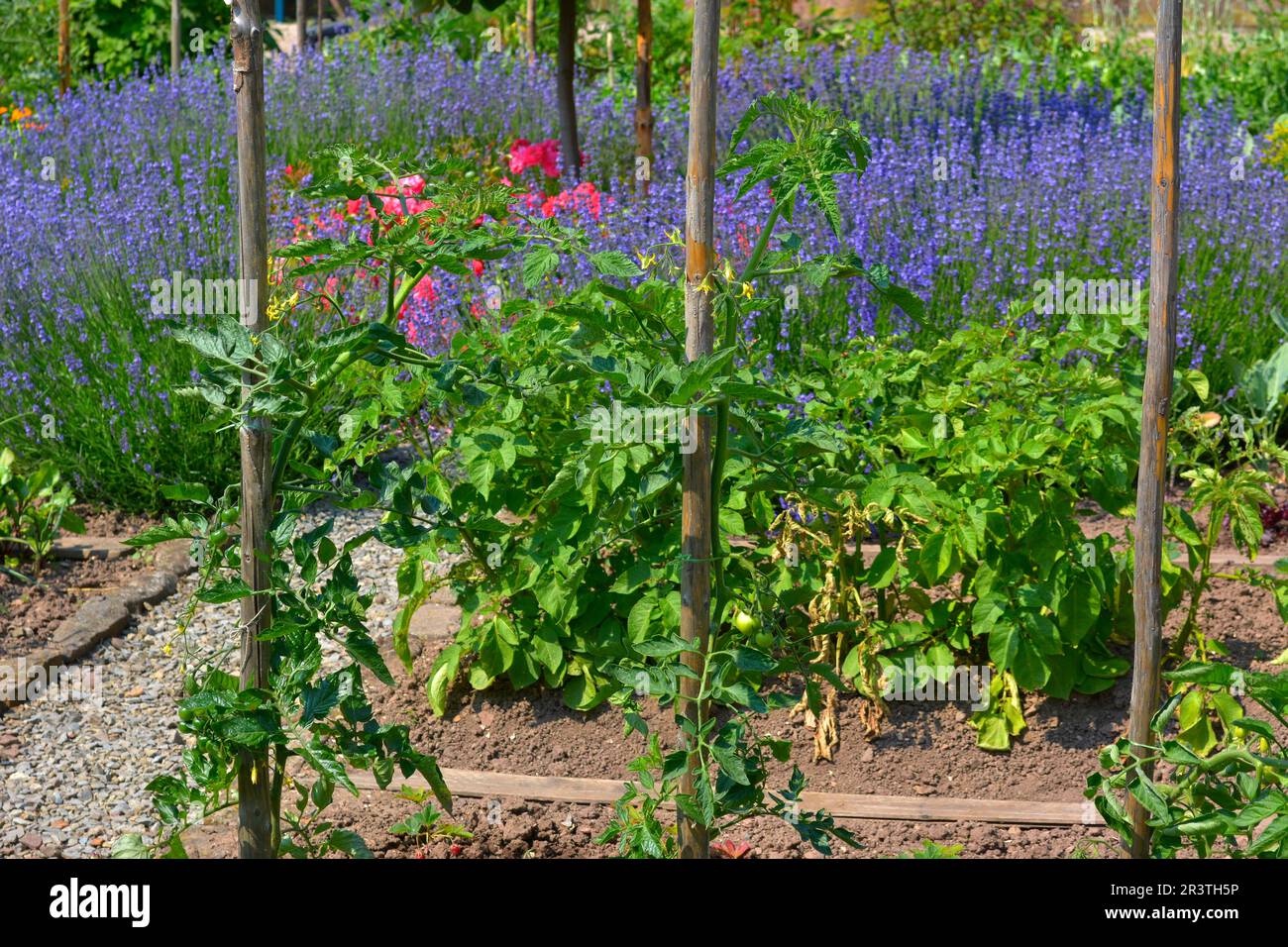 Farmers' Garden Various Vegetables in the Garden Stock Photo - Alamy
