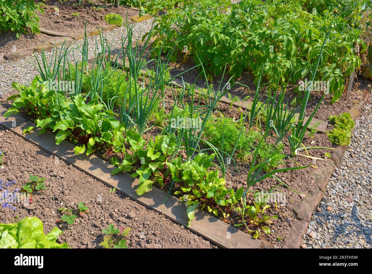 Farmers' Garden Various Vegetables in the Garden Stock Photo - Alamy