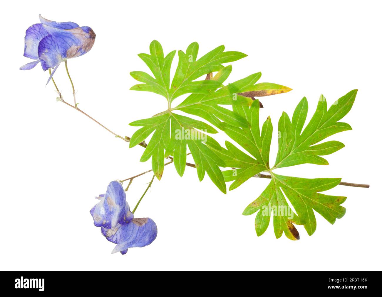 Medicinal plant: Aconite Stock Photo - Alamy