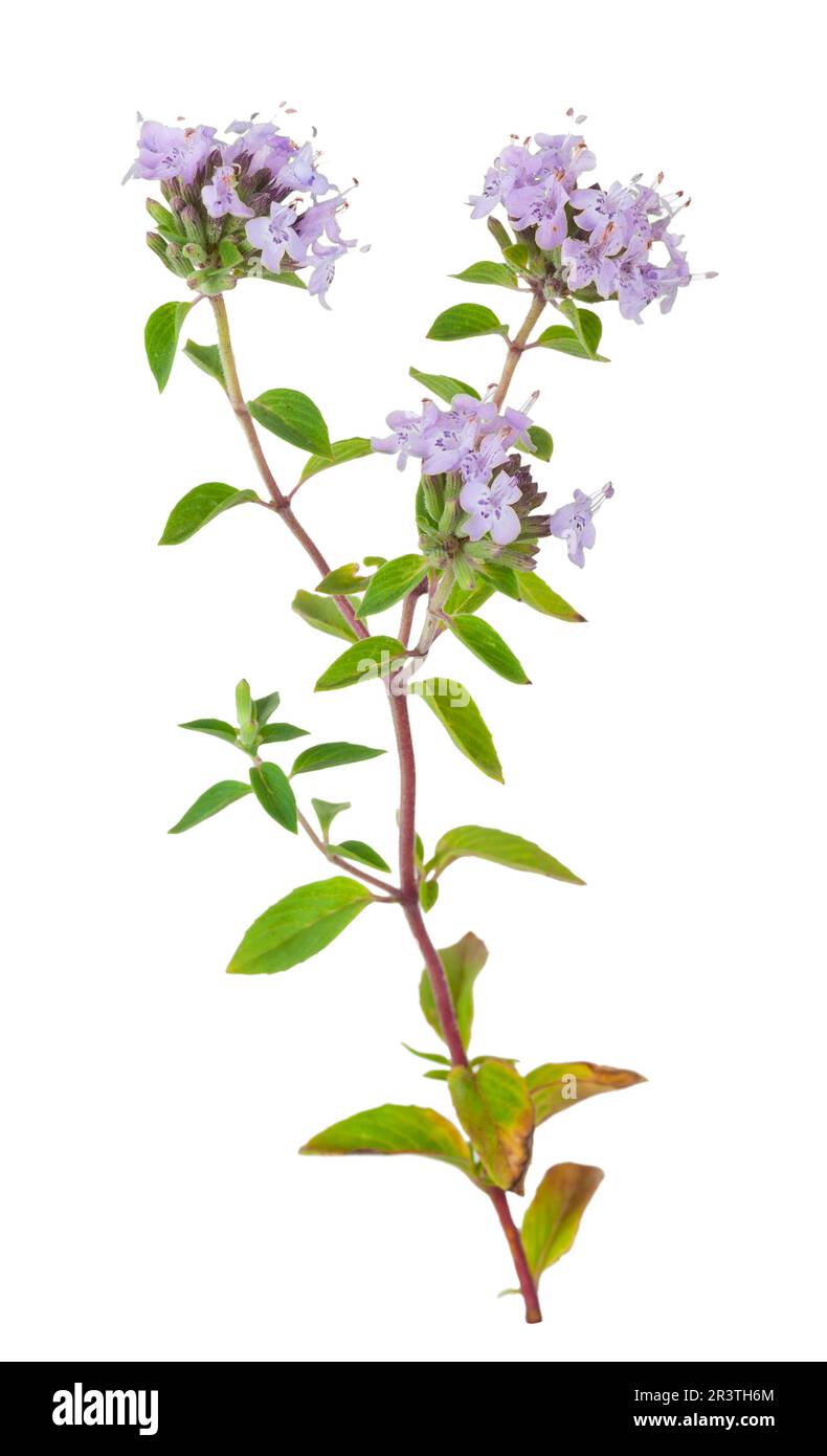 Medicinal plant: Thyme Stock Photo - Alamy