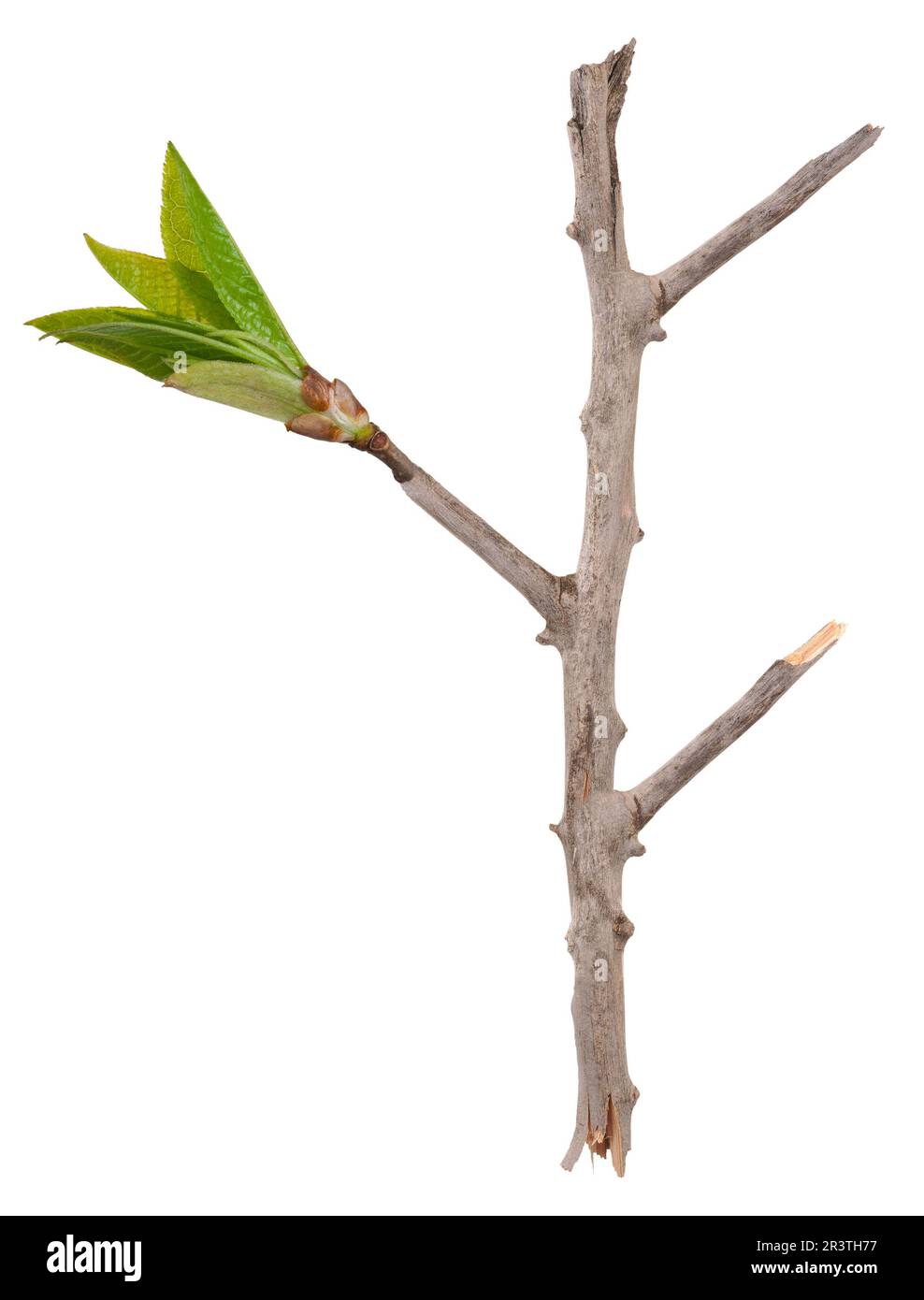 Dry branch with leaf buds Stock Photo - Alamy
