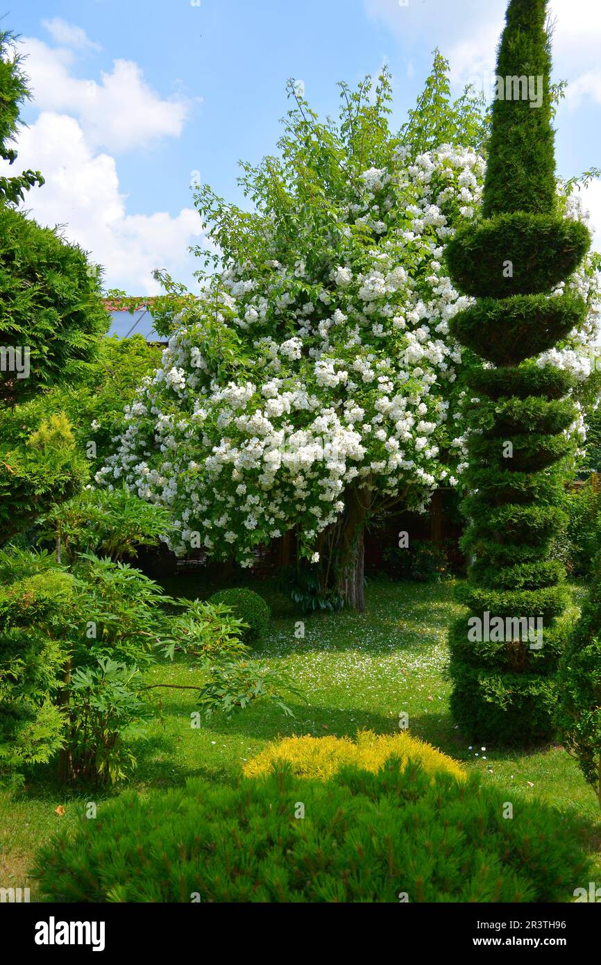 Rose and boxwood hi-res stock photography and images - Alamy