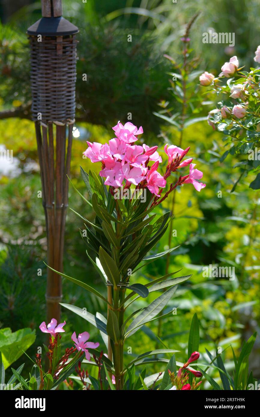 Flowering oleander (Nerium oleander) branch in the garden, oleander ...