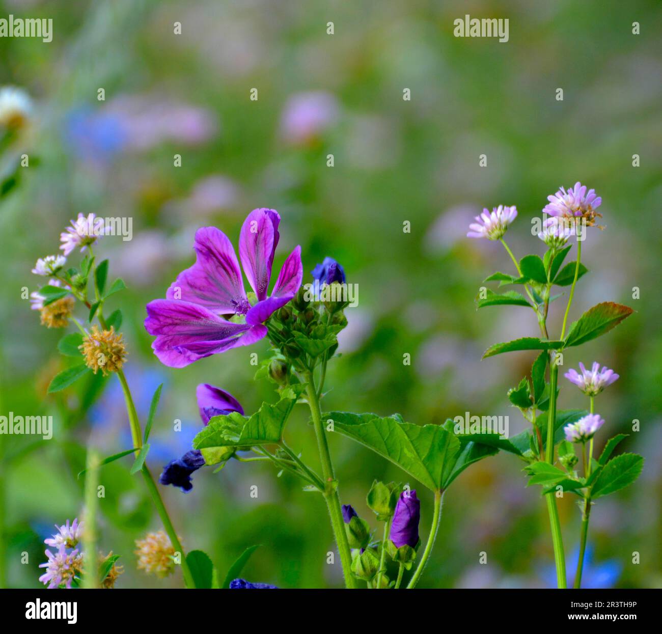 Mallow malvaceae hi-res stock photography and images - Alamy