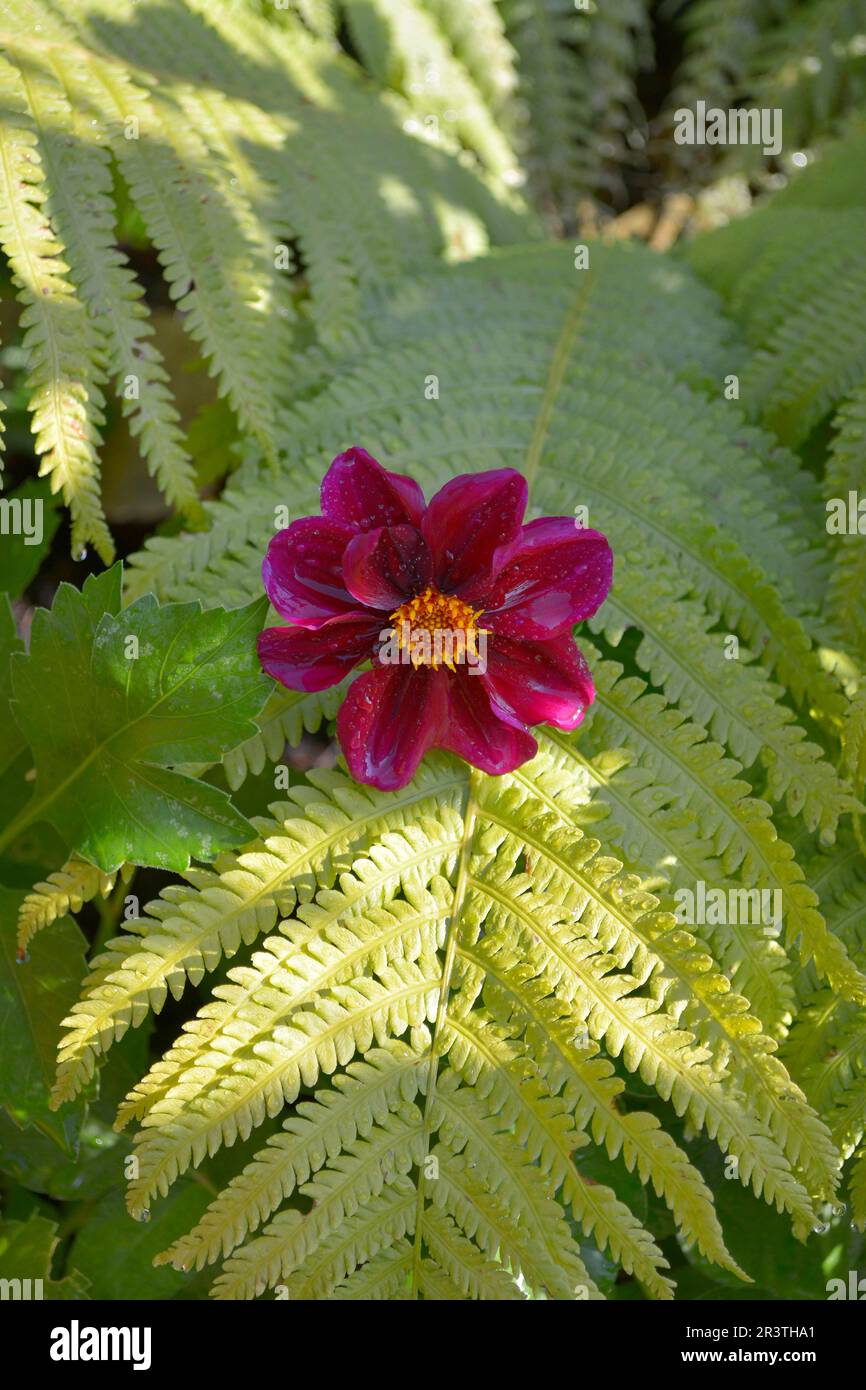 Red single flowering dahlia growing from fern in the garden Stock Photo ...