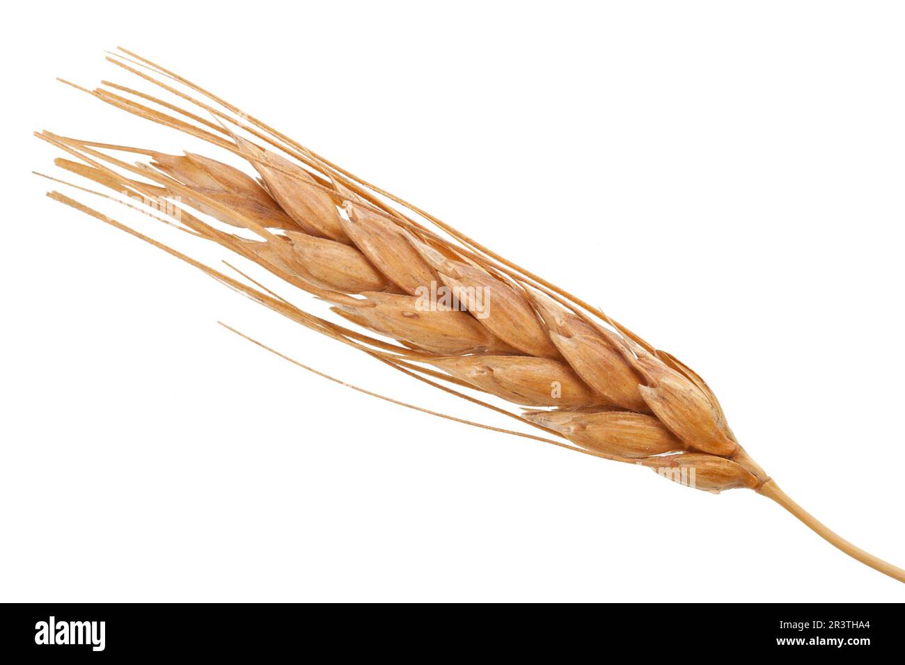 Macro agriculture Cut Out Stock Images & Pictures - Alamy