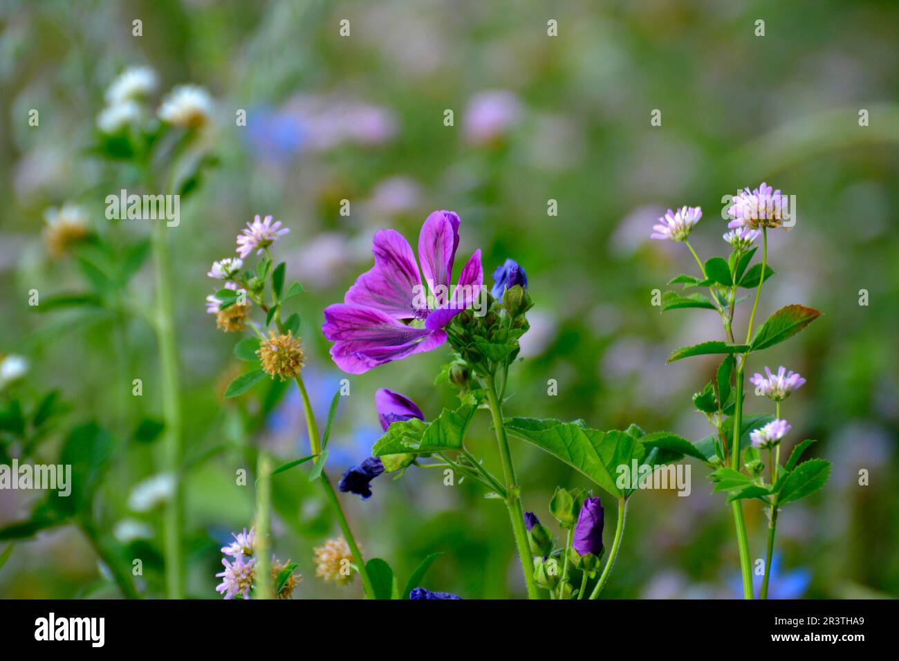 Mallow flowering in the field Stock Photo - Alamy