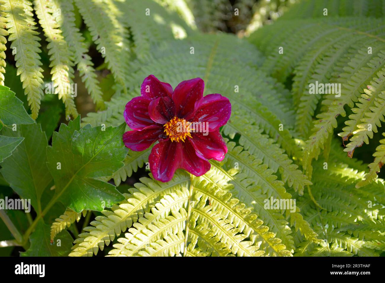 Red single flowering dahlia growing from fern in the garden Stock Photo ...
