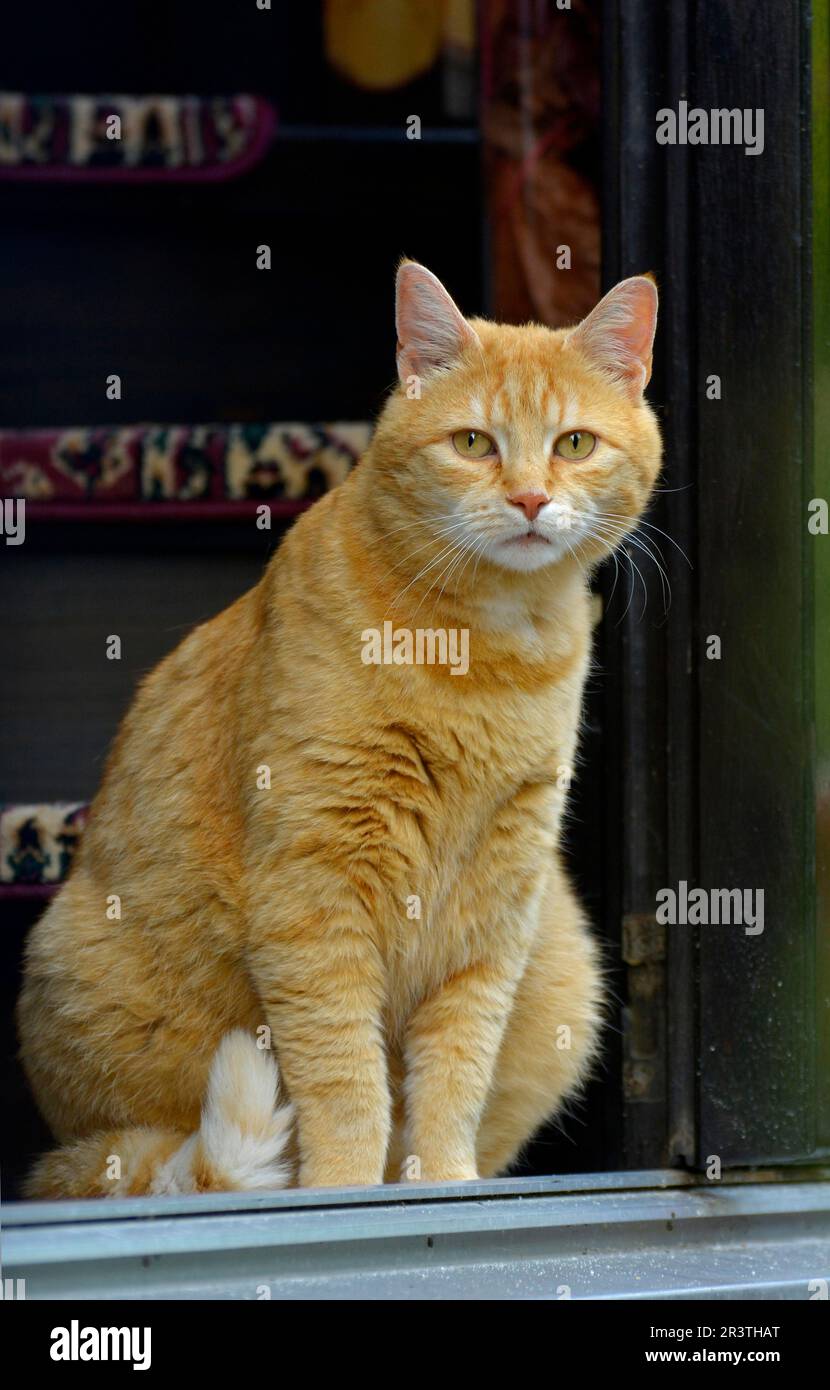 Cat red door hi-res stock photography and images - Alamy