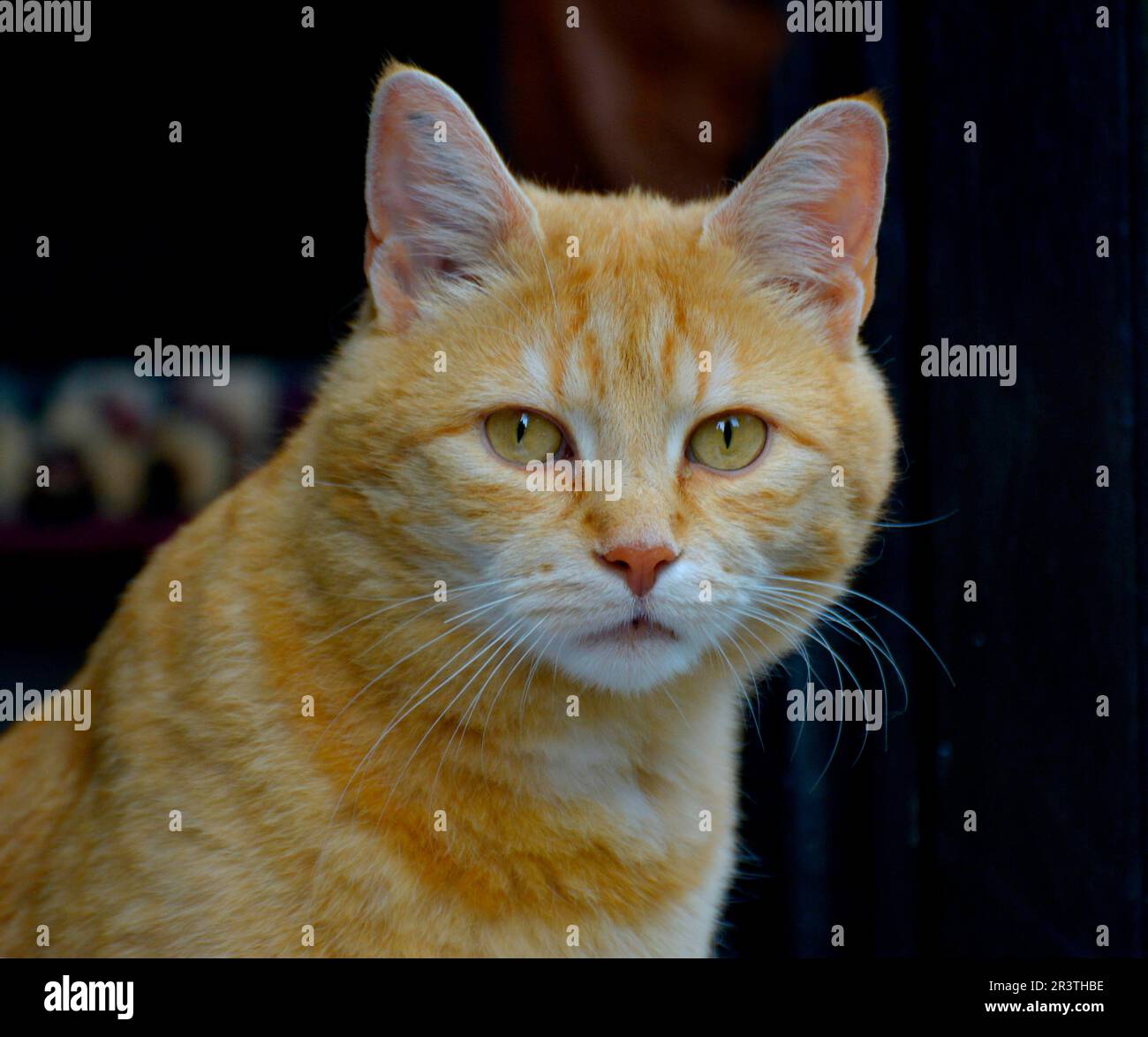 Portrait domestic cat looking hi-res stock photography and images - Alamy